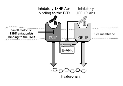 Targeting TSH and IGF-1 Receptors to Treat Thyroid Eye Disease | European Thyroid Journal ...